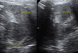 SPLENUNCULUS | Looking Through a Transducer